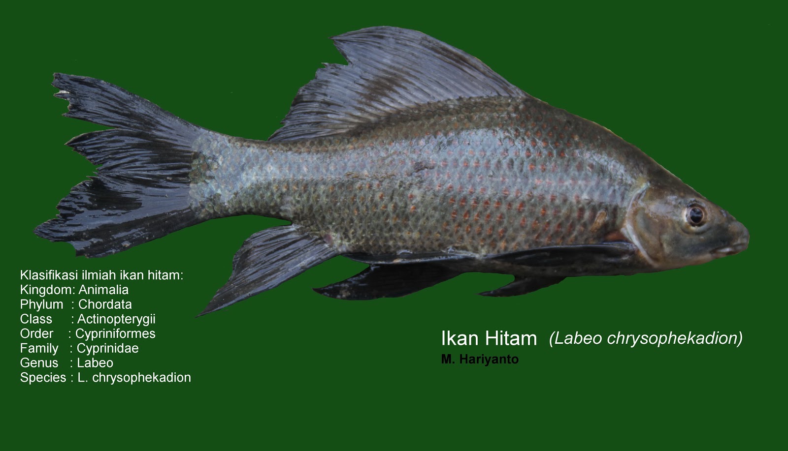 Nilai kandungan gizi Ikan Hitam, segar