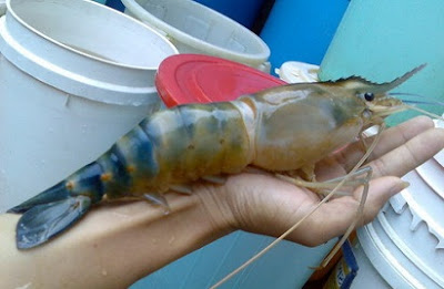 Nilai kandungan gizi Udang besar, segar